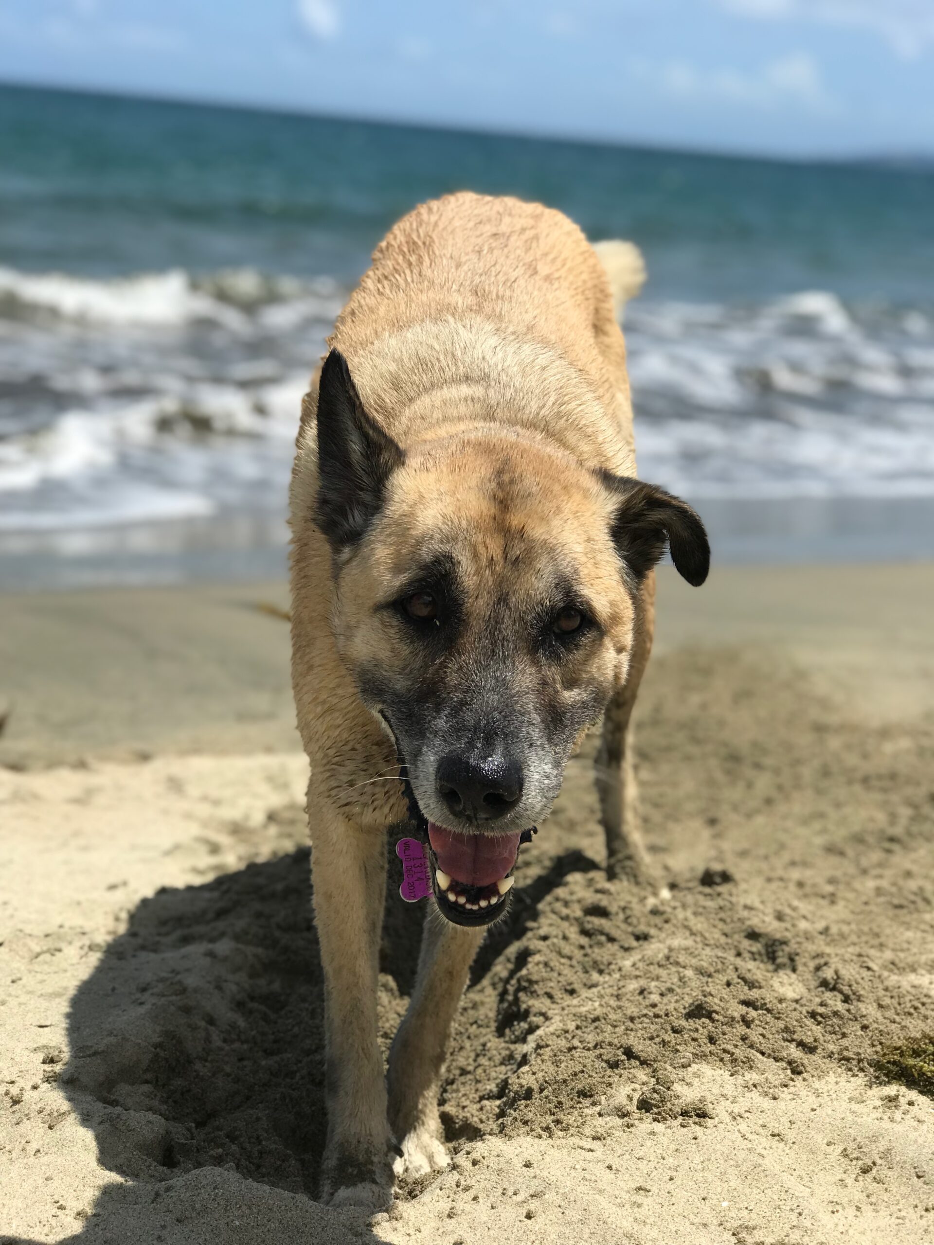 Fiji with Your Furry Friend : A Guide to a Seamless Transition - Find ...